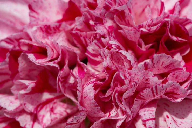 18 Inspiring Dianthus Varieties To Grow | Horticulture.co.uk