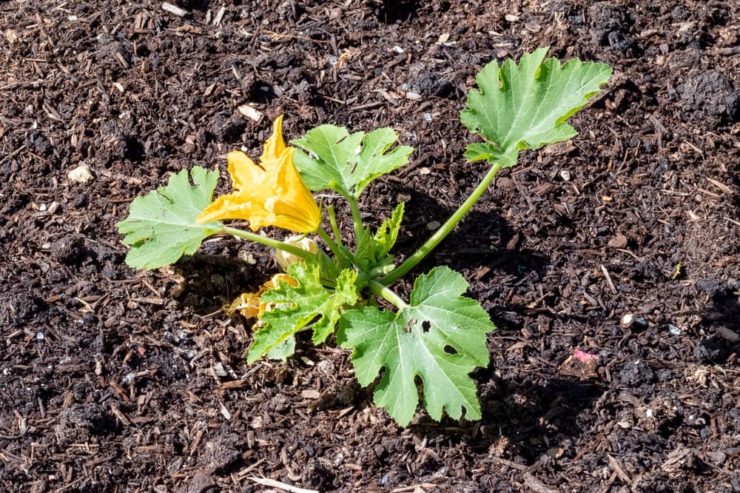 Maximise Your Courgette Yield With These Growing Tips From Roy Nicol ...
