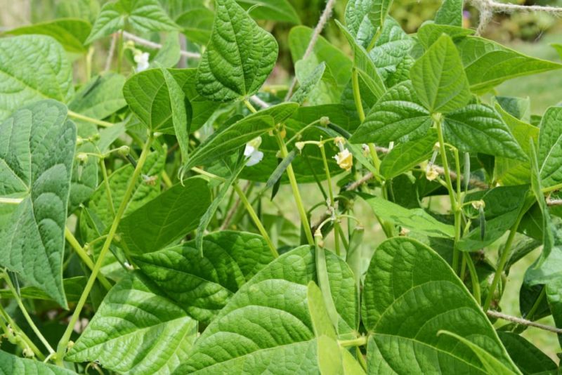 How To Grow French Beans | Horticulture Magazine
