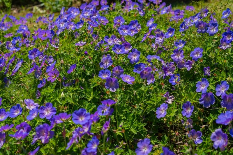 16 Hardy Geranium Varieties With Pictures | Horticulture.co.uk