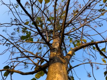 Defoliation: What To Do If Your Plant Suddenly Starts Losing A Lot Of ...