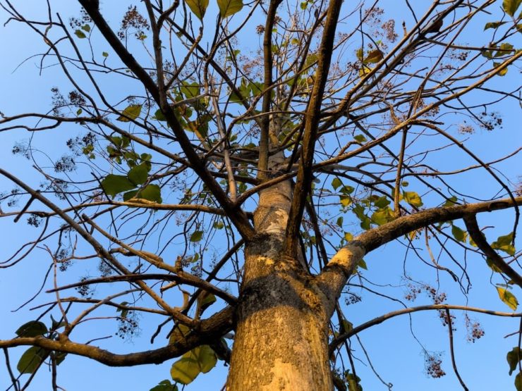 Defoliation: What To Do If Your Plant Suddenly Starts Losing A Lot Of ...