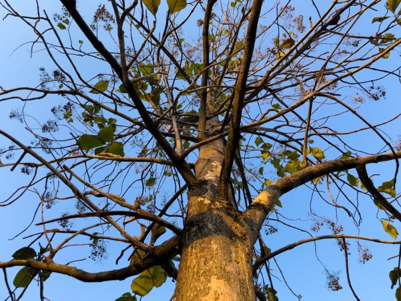 Defoliation: What To Do If Your Plant Suddenly Starts Losing A Lot Of ...