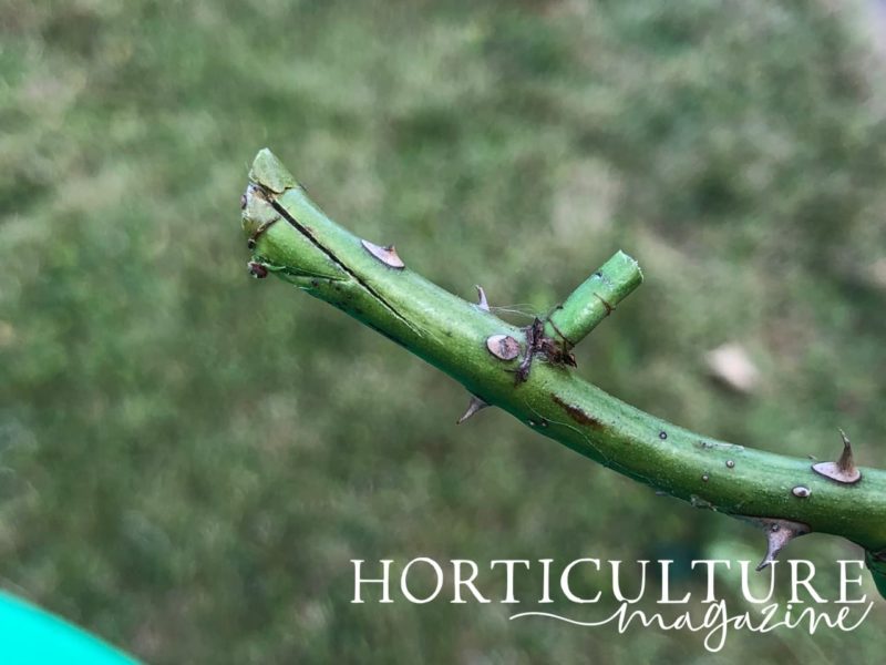 Cuttings Are A Great Way To Propagate A Cherished Rose Plant: Just ...