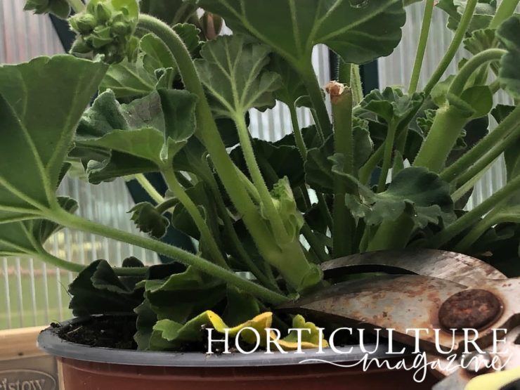 Here's How To Take Geranium Cuttings - Buy Just Once And Propagate New ...