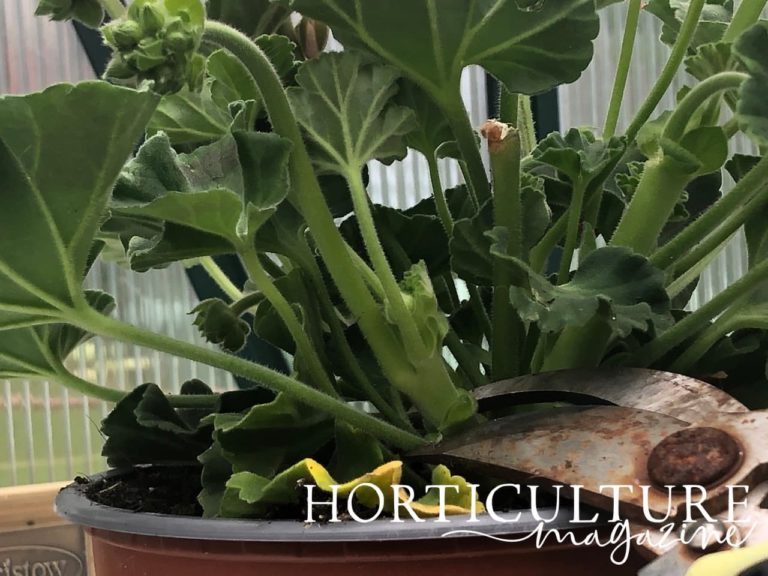 Here's How To Take Geranium Cuttings - Buy Just Once And Propagate New ...