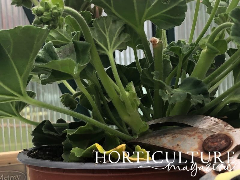 Here's How To Take Geranium Cuttings - Buy Just Once And Propagate New ...