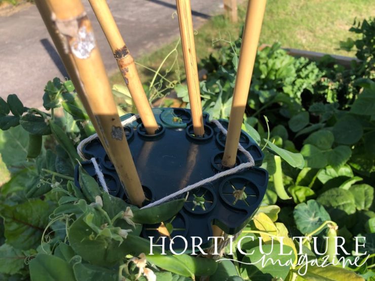 Garden Pea Plants Over 80cm Will Need To Use One Of These Support ...