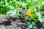 Maximise Your Courgette Yield With These Growing Tips From Roy Nicol ...