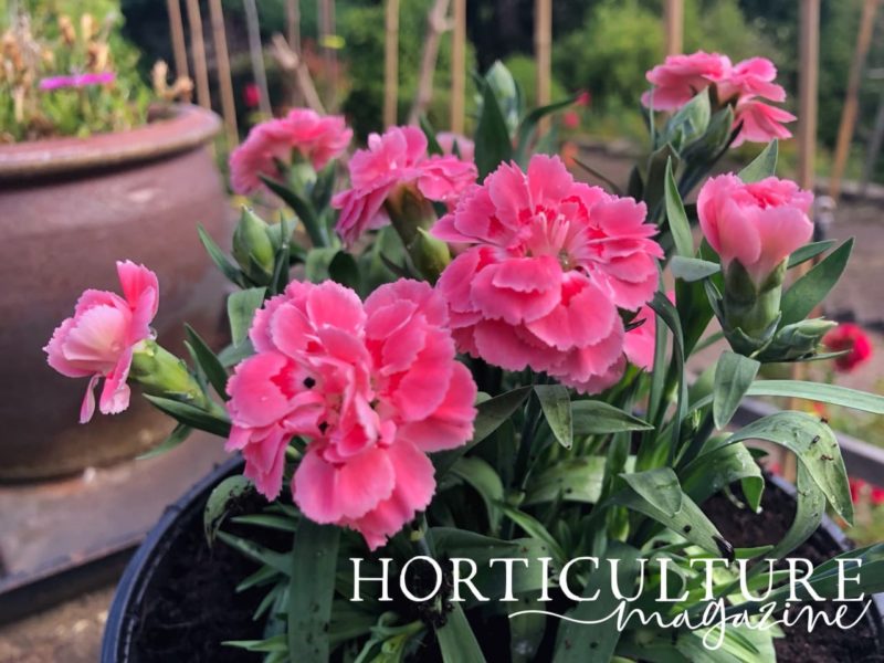 You Can Start Dianthus Early Using A Propagator - Or Sow Seeds Directly ...