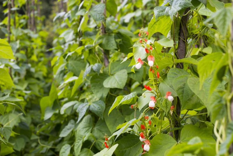 How To Grow French Beans | Horticulture Magazine