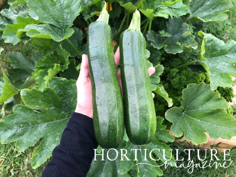 Harvesting Courgettes: 'Pick Regularly' Advise Gardeners, It'll ...