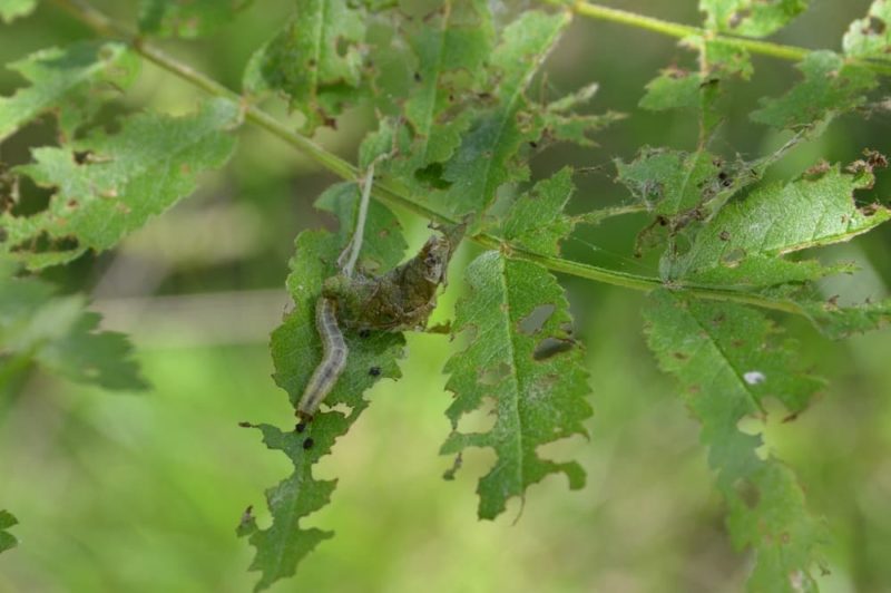 Defoliation: What To Do If Your Plant Suddenly Starts Losing A Lot Of ...