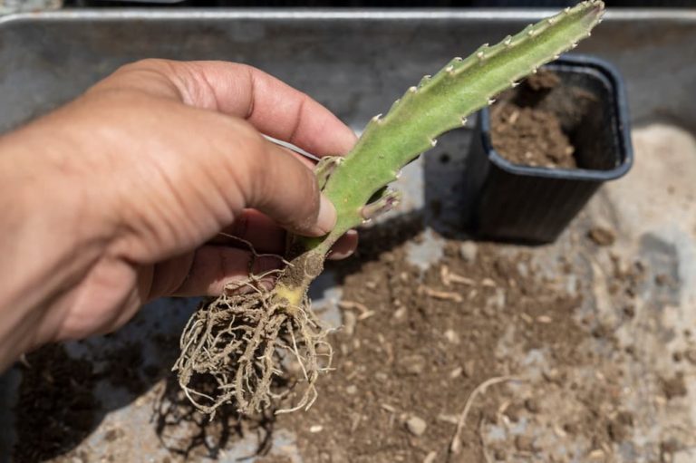 Succulent Growers On Their 6 Step Propagation Routine: 'Most Grow From ...