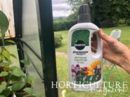 Remove Spent Flowers And Feed - Here's How To Deadhead Dianthus ...