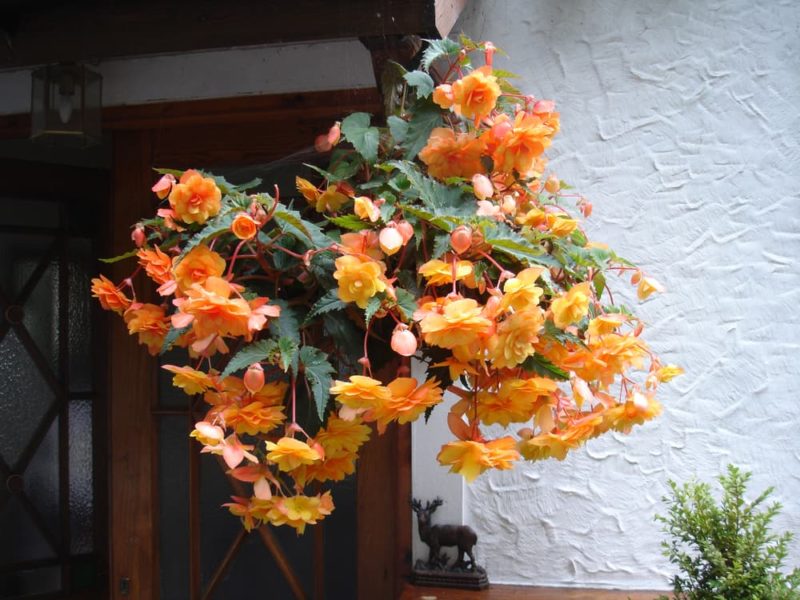 Growing Begonia In Hanging Baskets | Horticulture.co.uk