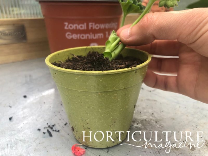 Here's How To Take Geranium Cuttings - Buy Just Once And Propagate New ...