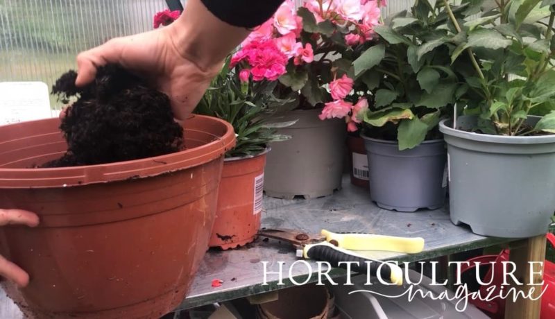 Dianthus In Pots - The Best Options To Grow Have Compact Growth Habits ...