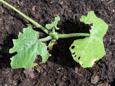 Maximise Your Courgette Yield With These Growing Tips From Roy Nicol ...