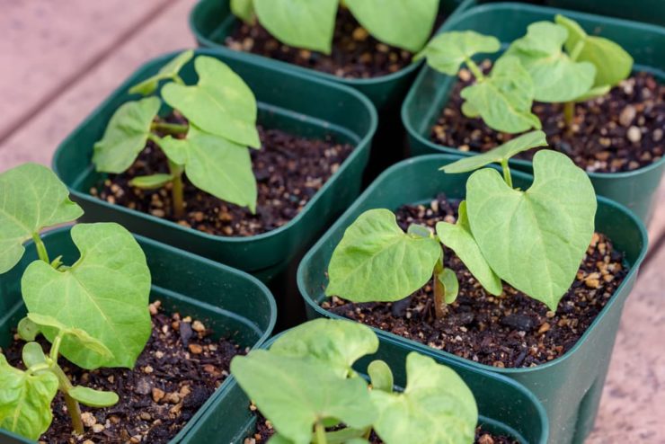 How To Grow French Beans | Horticulture Magazine