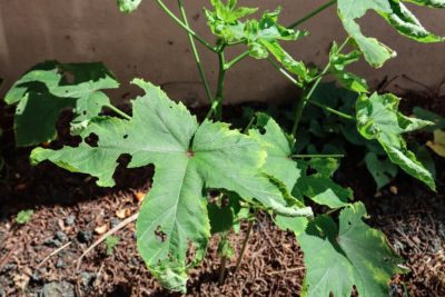 Defoliation: What To Do If Your Plant Suddenly Starts Losing A Lot Of ...