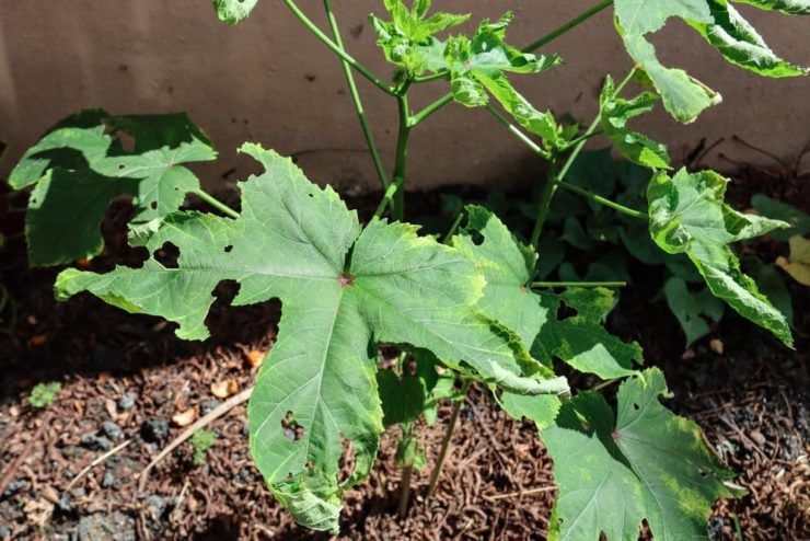 Defoliation: What To Do If Your Plant Suddenly Starts Losing A Lot Of ...