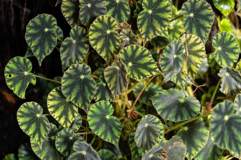 Specialist Begonia Growers Share Their Favourite Tips From The Garden ...