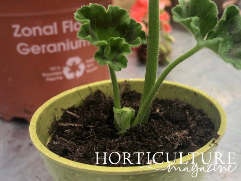 Here's How To Take Geranium Cuttings - Buy Just Once And Propagate New ...