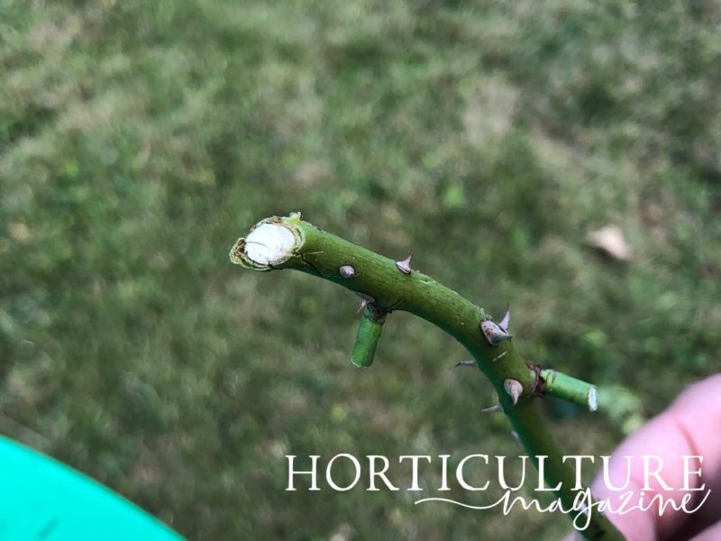 Cuttings Are A Great Way To Propagate A Cherished Rose Plant: Just ...