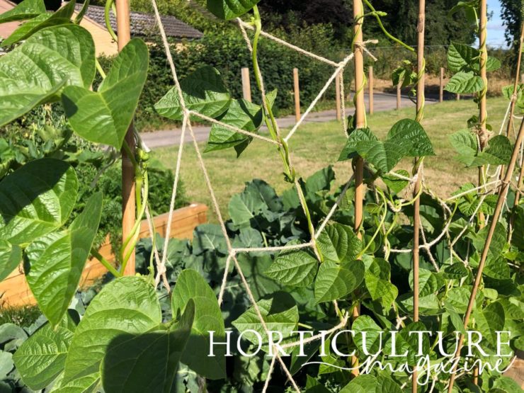 Supporting Climbing French Beans - 'Hang At A Good Sheltered ...