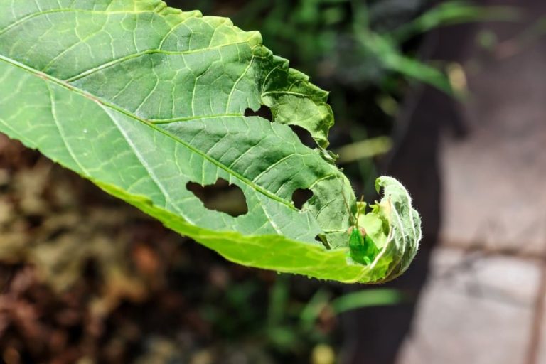 Defoliation: What To Do If Your Plant Suddenly Starts Losing A Lot Of ...