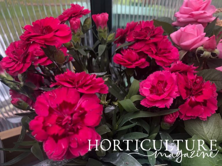 Dianthus Needs Replacing After 5-6 Years: Propagate From Cuttings To ...