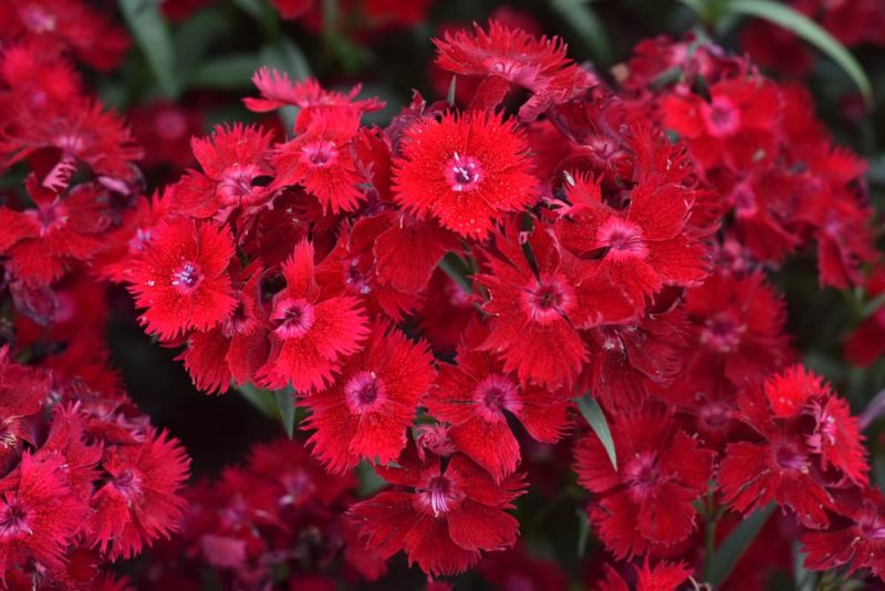 18 Inspiring Dianthus Varieties To Grow | Horticulture.co.uk