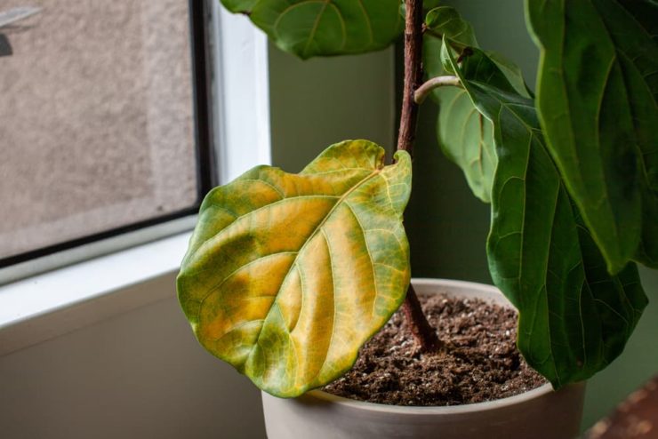 Defoliation: What To Do If Your Plant Suddenly Starts Losing A Lot Of ...