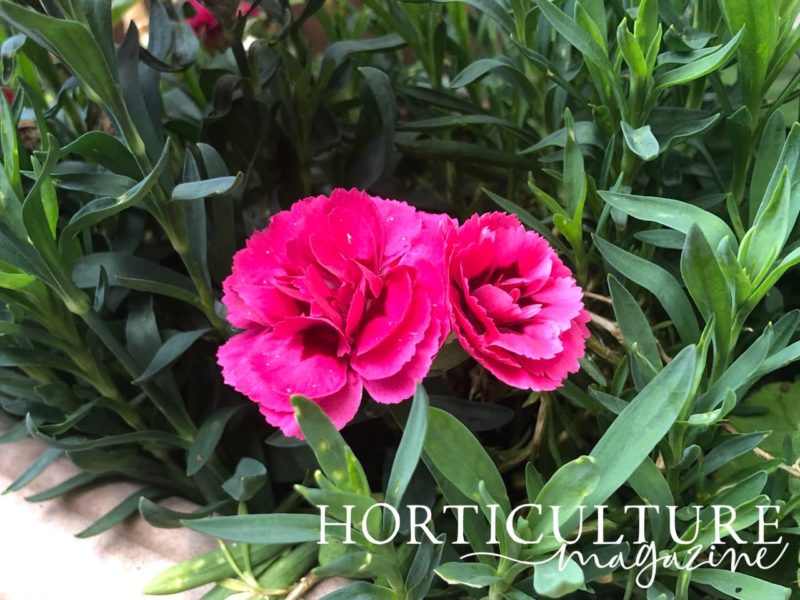 Dianthus In Pots - The Best Options To Grow Have Compact Growth Habits ...