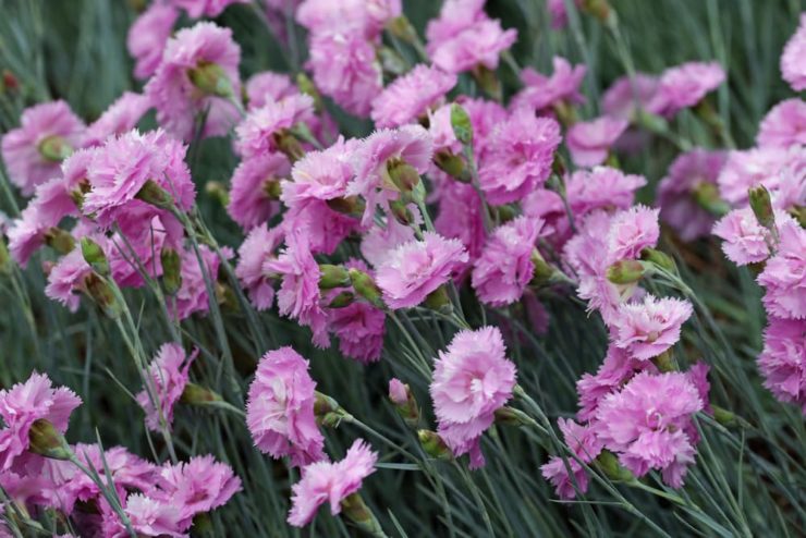 18 Inspiring Dianthus Varieties To Grow | Horticulture.co.uk