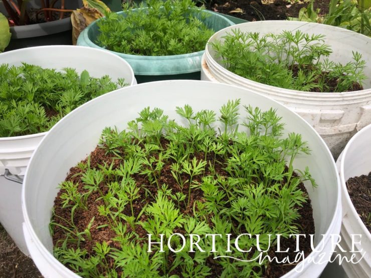 Growing Carrots In Containers Outdoors | Horticulture.co.uk