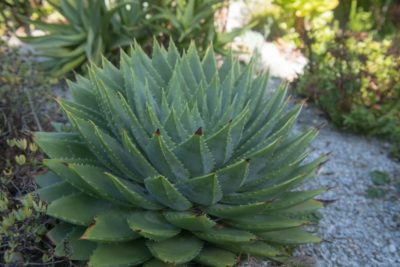 Ouch! These 9 Spiky Plants Will Add An Interesting Edge To Garden ...
