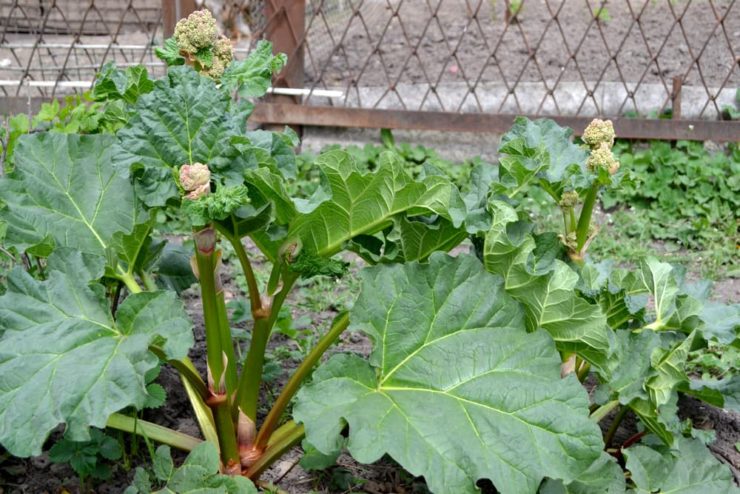 8 Rhubarb Varieties And Their Distinctive Characteristics (With Dan Ori ...