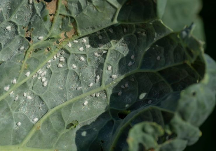 Kale Plant Care & Growing Tips | Horticulture Magazine