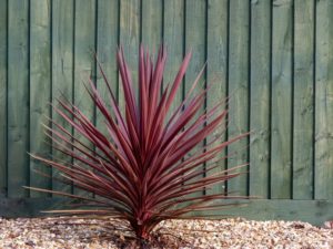 Ouch! These 9 Spiky Plants Will Add An Interesting Edge To Garden ...