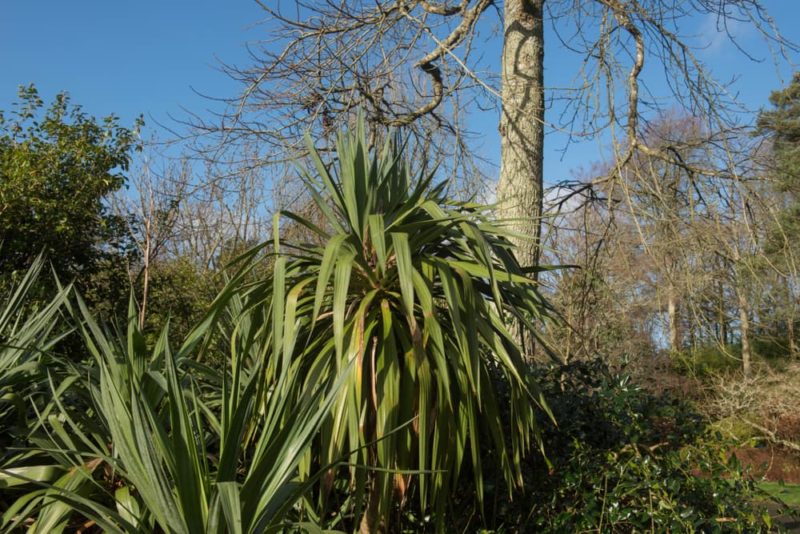 Ouch! These 9 Spiky Plants Will Add An Interesting Edge To Garden ...