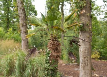 9 Spiky Plants Suited To The Garden | Horticulture.co.uk