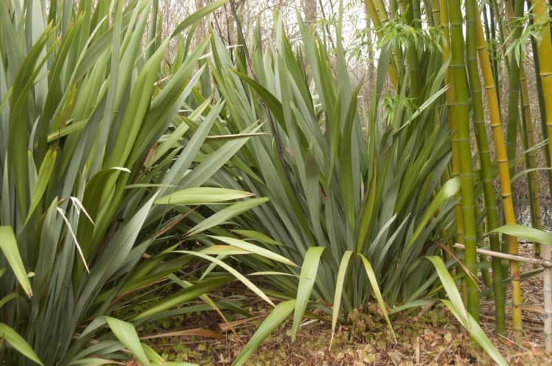 9 Spiky Plants Suited To The Garden | Horticulture.co.uk