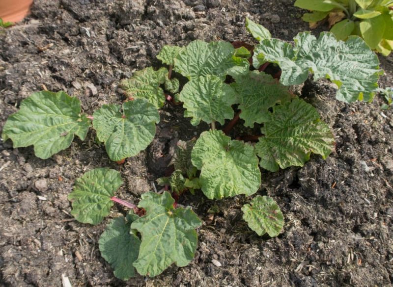 8 Rhubarb Varieties And Their Distinctive Characteristics (With Dan Ori ...
