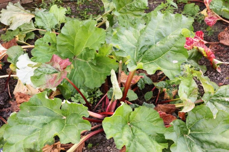 8 Rhubarb Varieties And Their Distinctive Characteristics (With Dan Ori ...