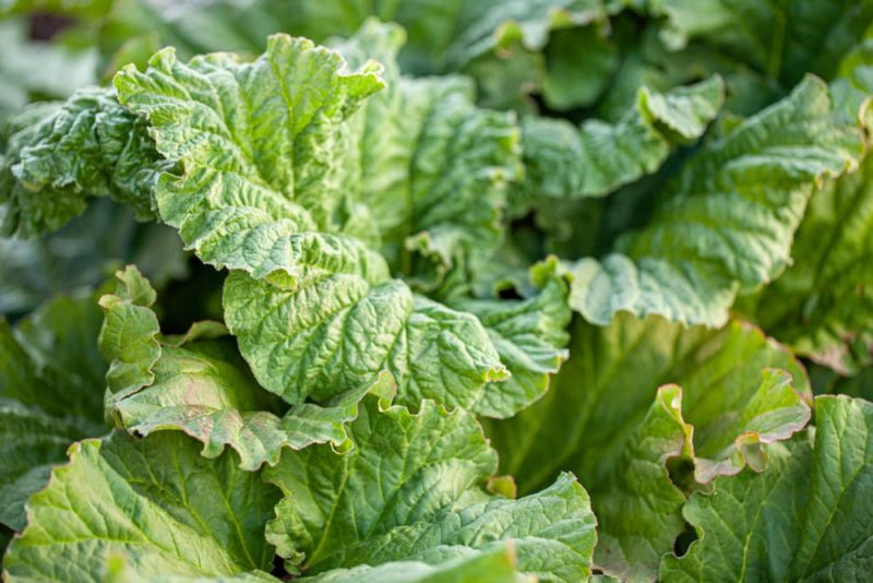 8 Rhubarb Varieties And Their Distinctive Characteristics (With Dan Ori ...