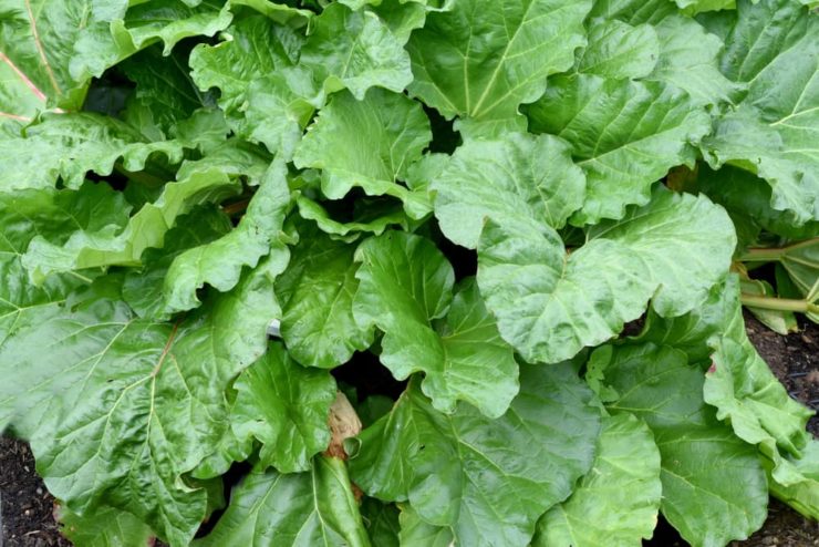 8 Rhubarb Varieties And Their Distinctive Characteristics (With Dan Ori ...