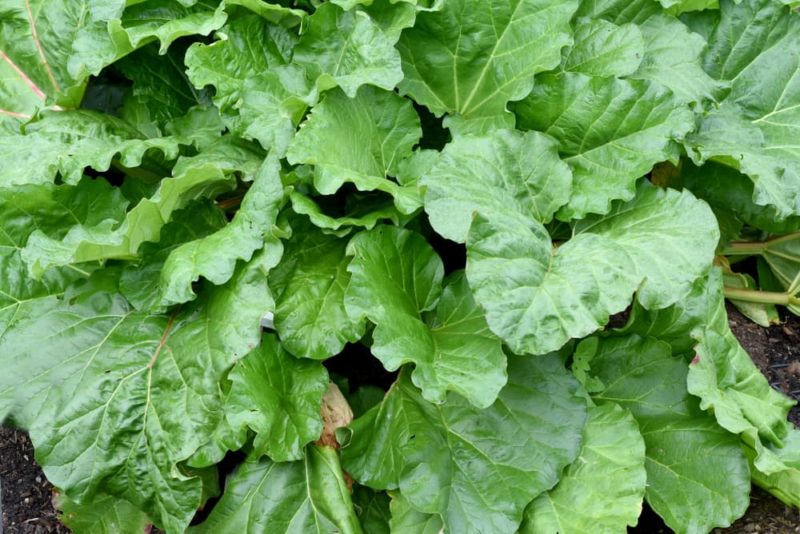 8 Rhubarb Varieties And Their Distinctive Characteristics (With Dan Ori ...