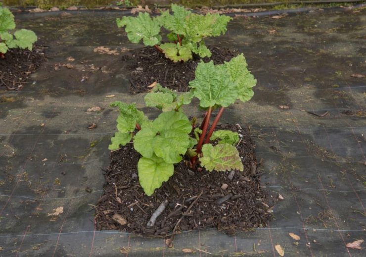 8 Rhubarb Varieties And Their Distinctive Characteristics (With Dan Ori ...